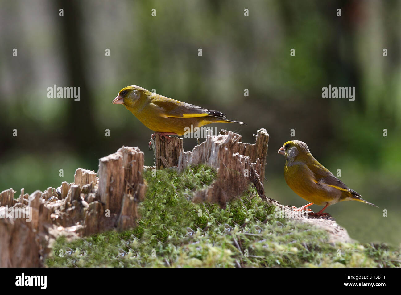 Greenfinches hi-res stock photography and images - Alamy