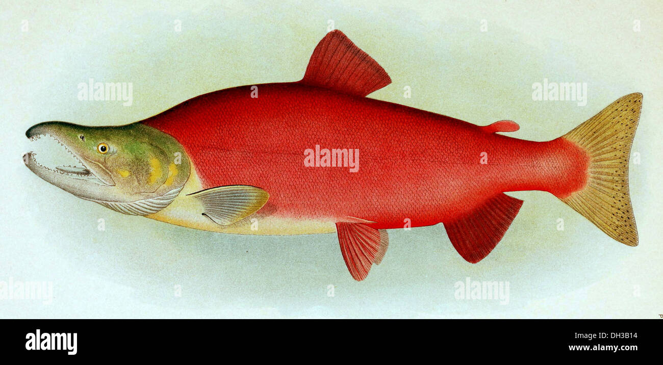 The breeding male sockeye salmon, recognized for its vibrant red color ...