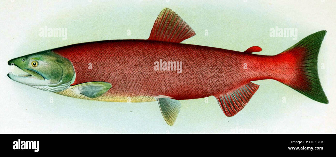 Sockeye salmon (Oncorhynchus nerka) breeding female is known for its ...