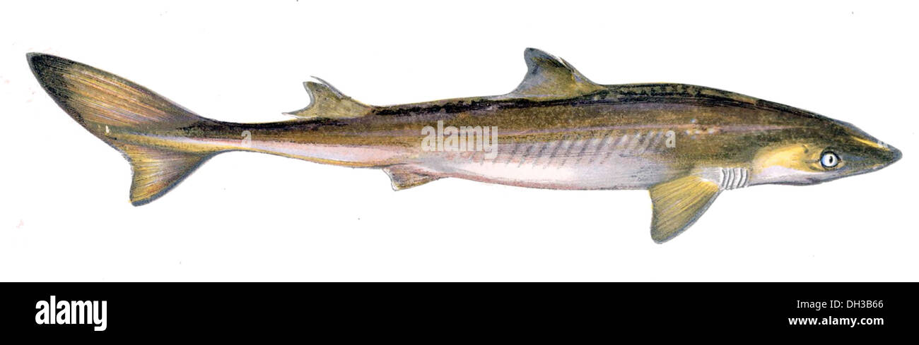 Shark size Cut Out Stock Images & Pictures - Alamy