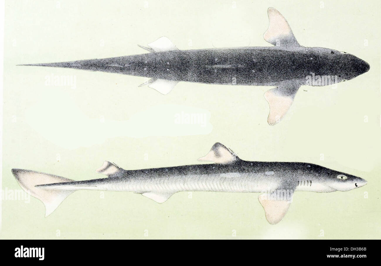 Squalus Stock Photos & Squalus Stock Images - Alamy