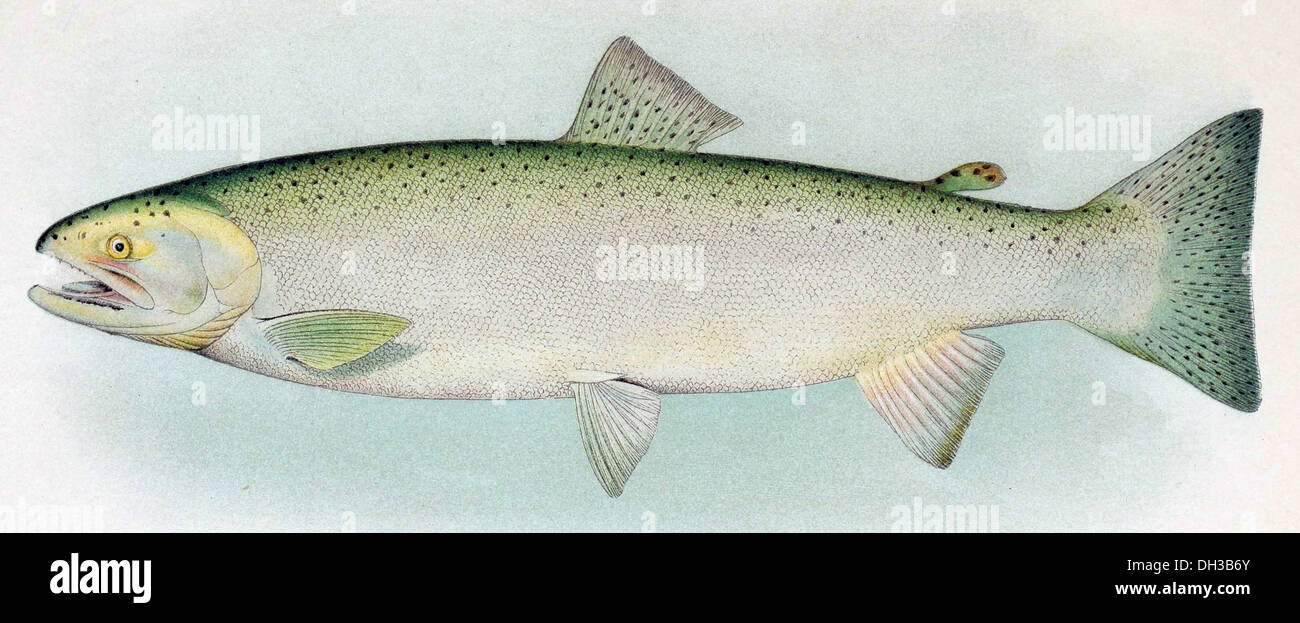 Anadromous migration hi-res stock photography and images - Alamy