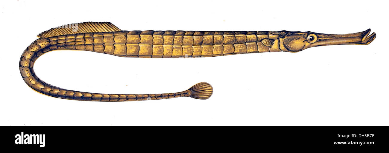Common pipefish hi-res stock photography and images - Alamy