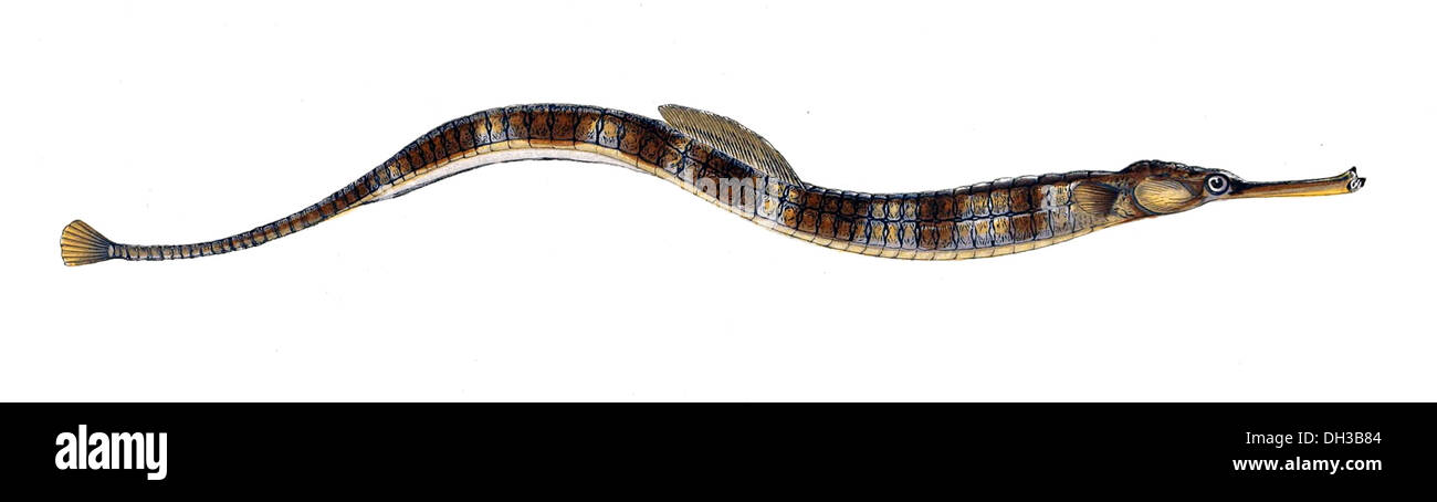 Common pipefish Cut Out Stock Images & Pictures - Alamy