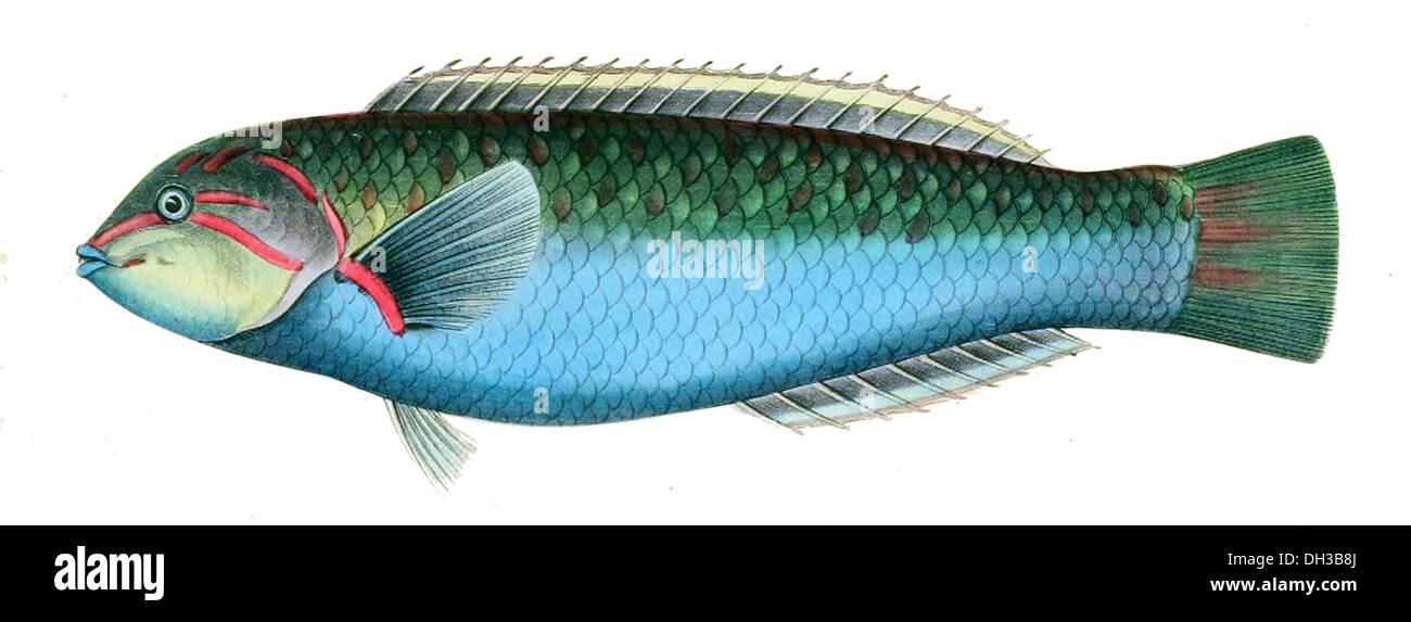 Thalassoma purpureum, known as the purple wrasse, is a species of ...