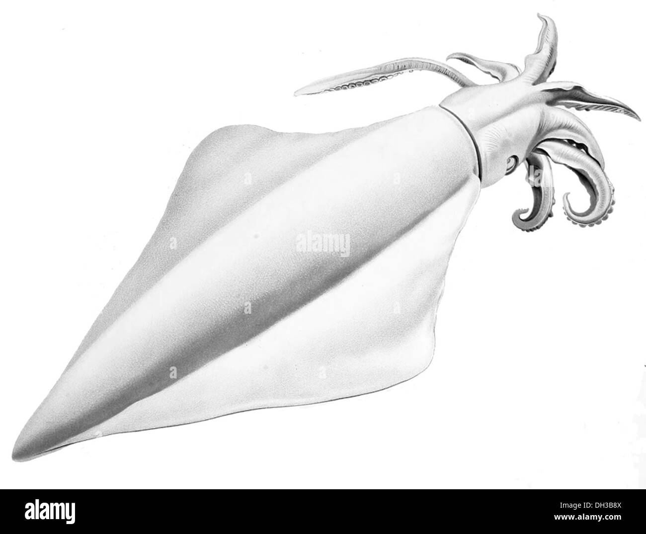 Oceanic squid Black and White Stock Photos & Images - Alamy