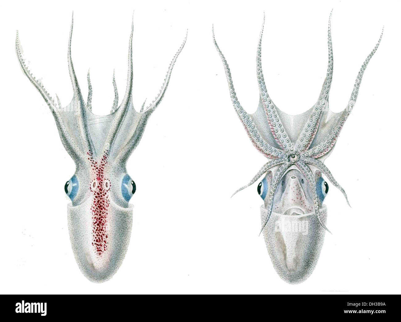 Tremoctopus High Resolution Stock Photography and Images - Alamy