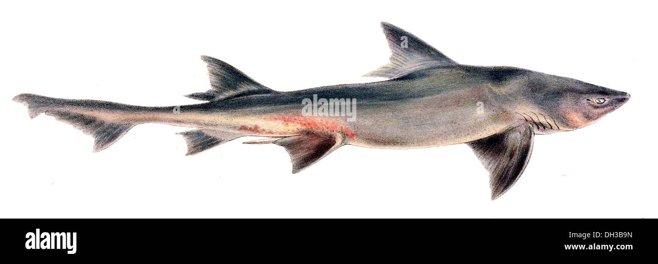 Triakis megalopterus hi-res stock photography and images - Alamy