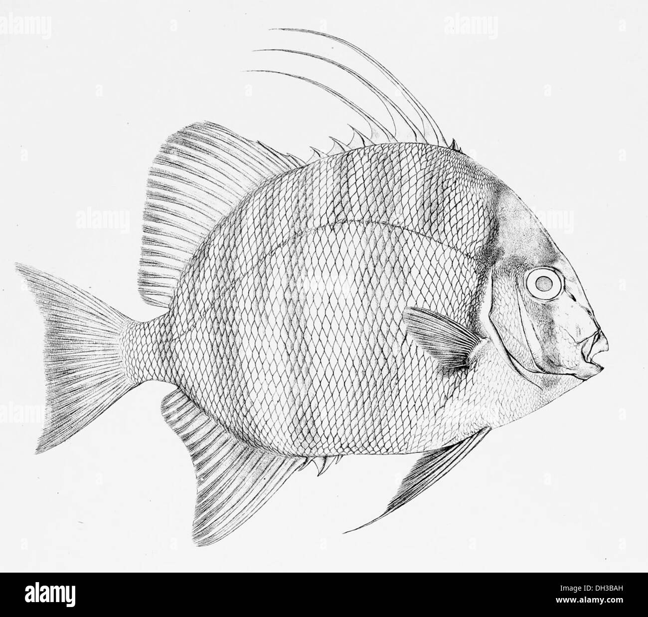 Orbis hi-res stock photography and images - Alamy