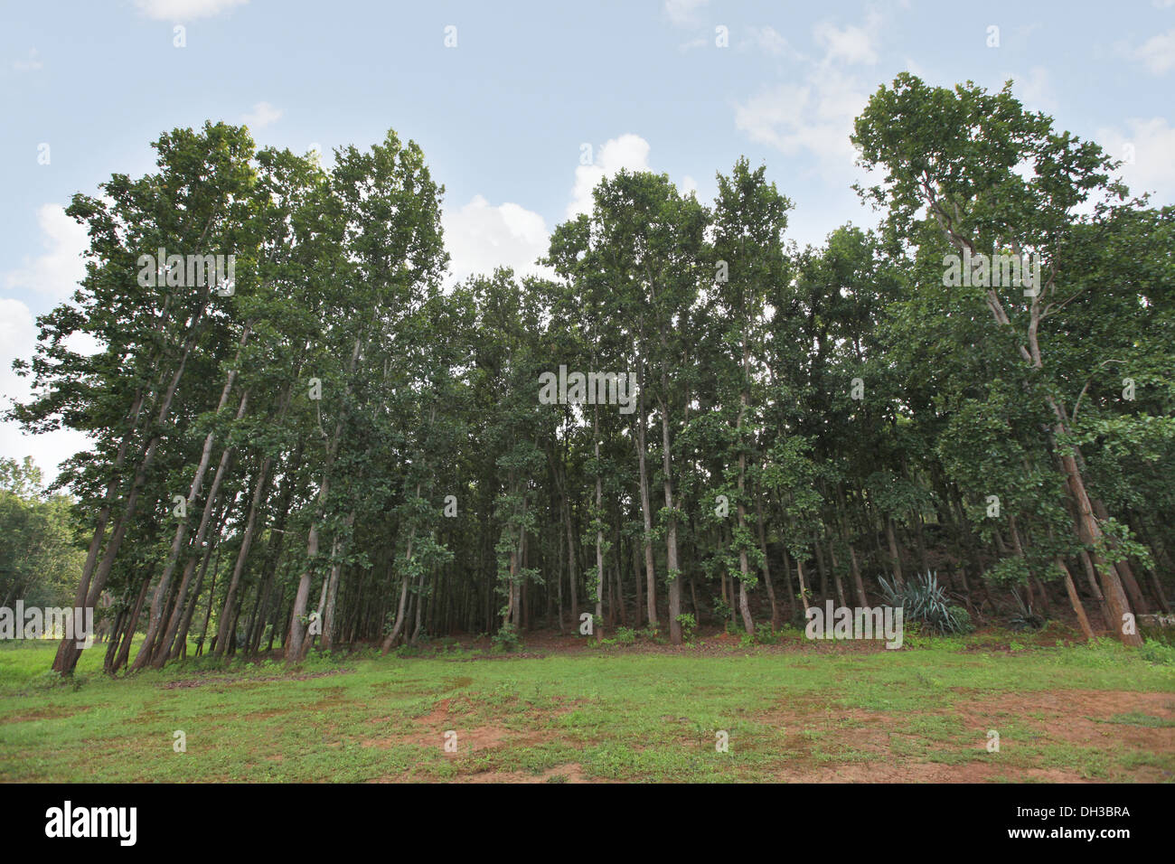 Tall trees, Chada village, Madhya Pradesh, India Stock Photo - Alamy