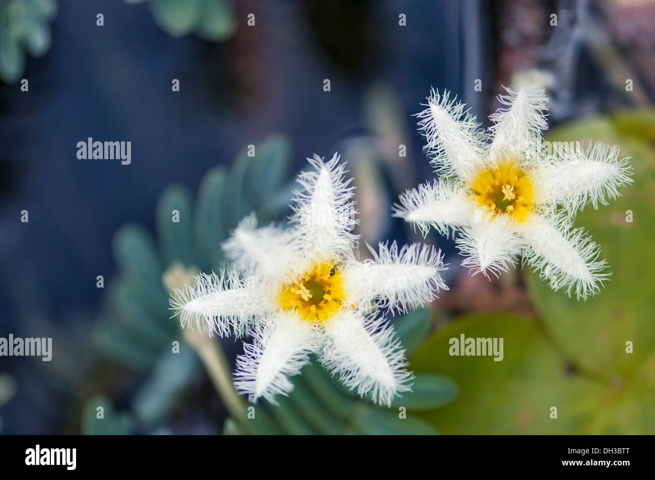 Water Snowflake two white flowers with yellow centres and feathery ...