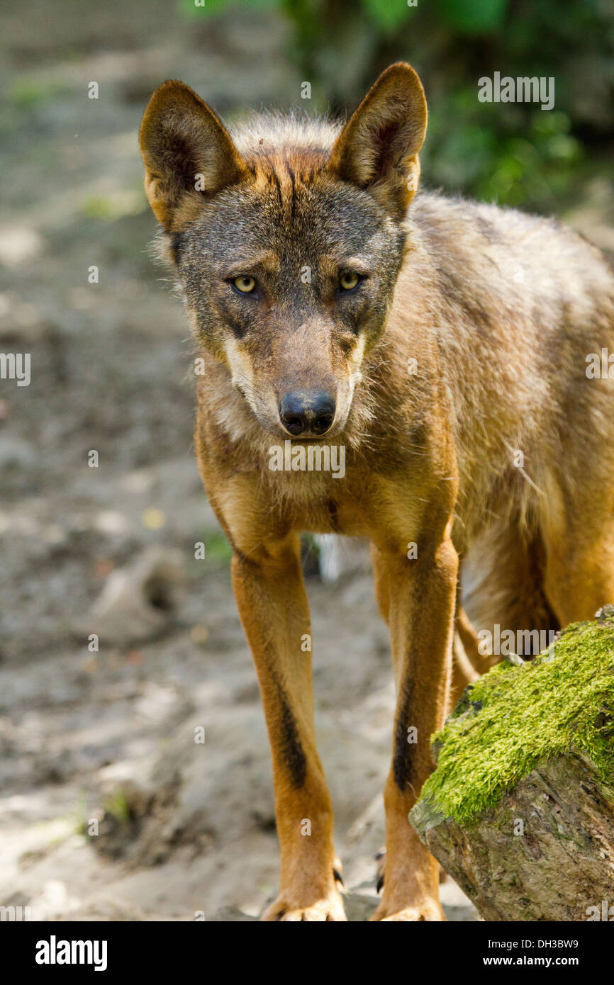 Iberian wolf (Canis lupus signatus Stock Photo - Alamy
