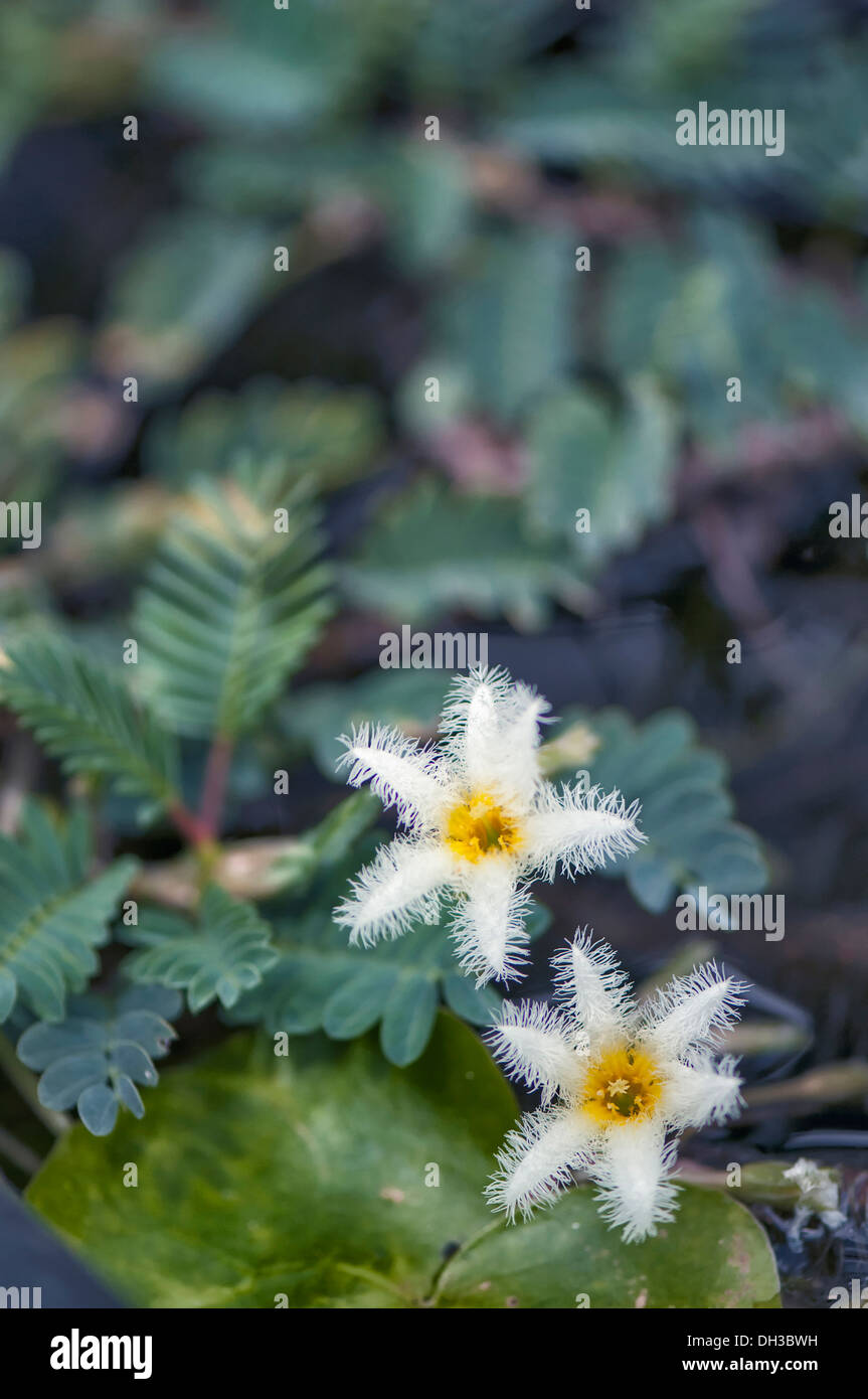 Water Snowflake two white flowers with yellow centres and feathery ...