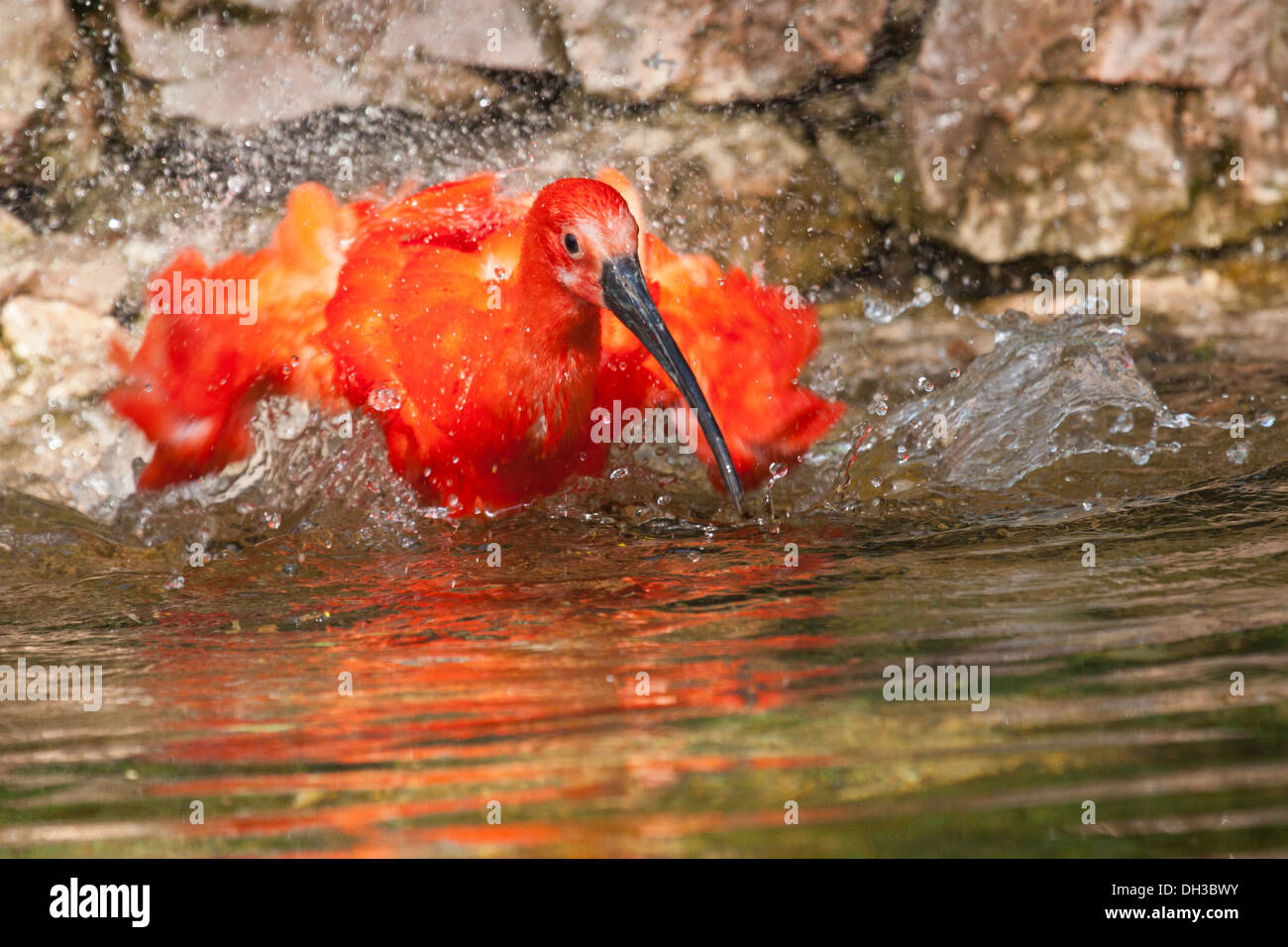Scarlet Ibis (Eudocimus ruber Stock Photo - Alamy