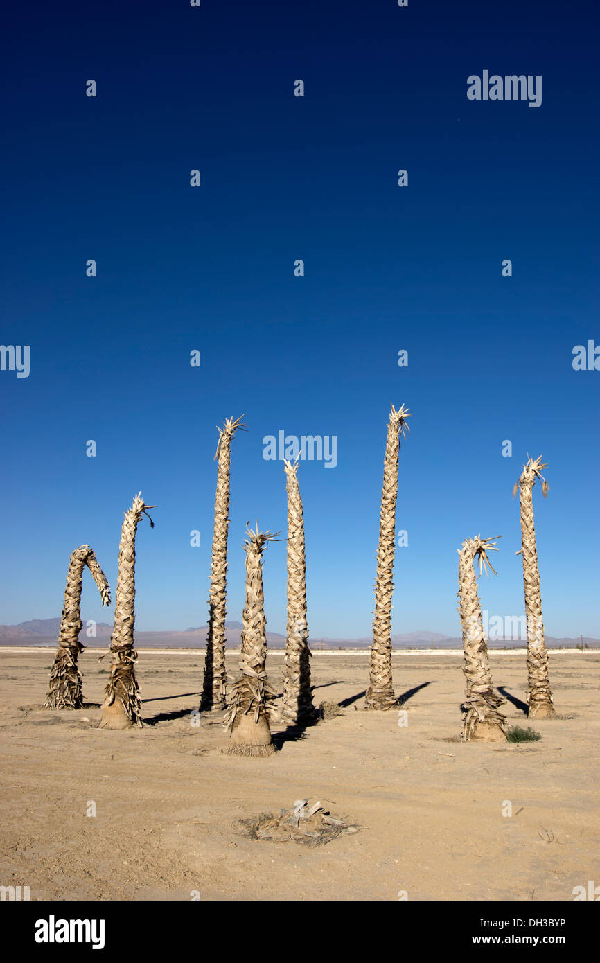 Trunks of dead palm trees in Southeast California, USA Stock Photo - Alamy