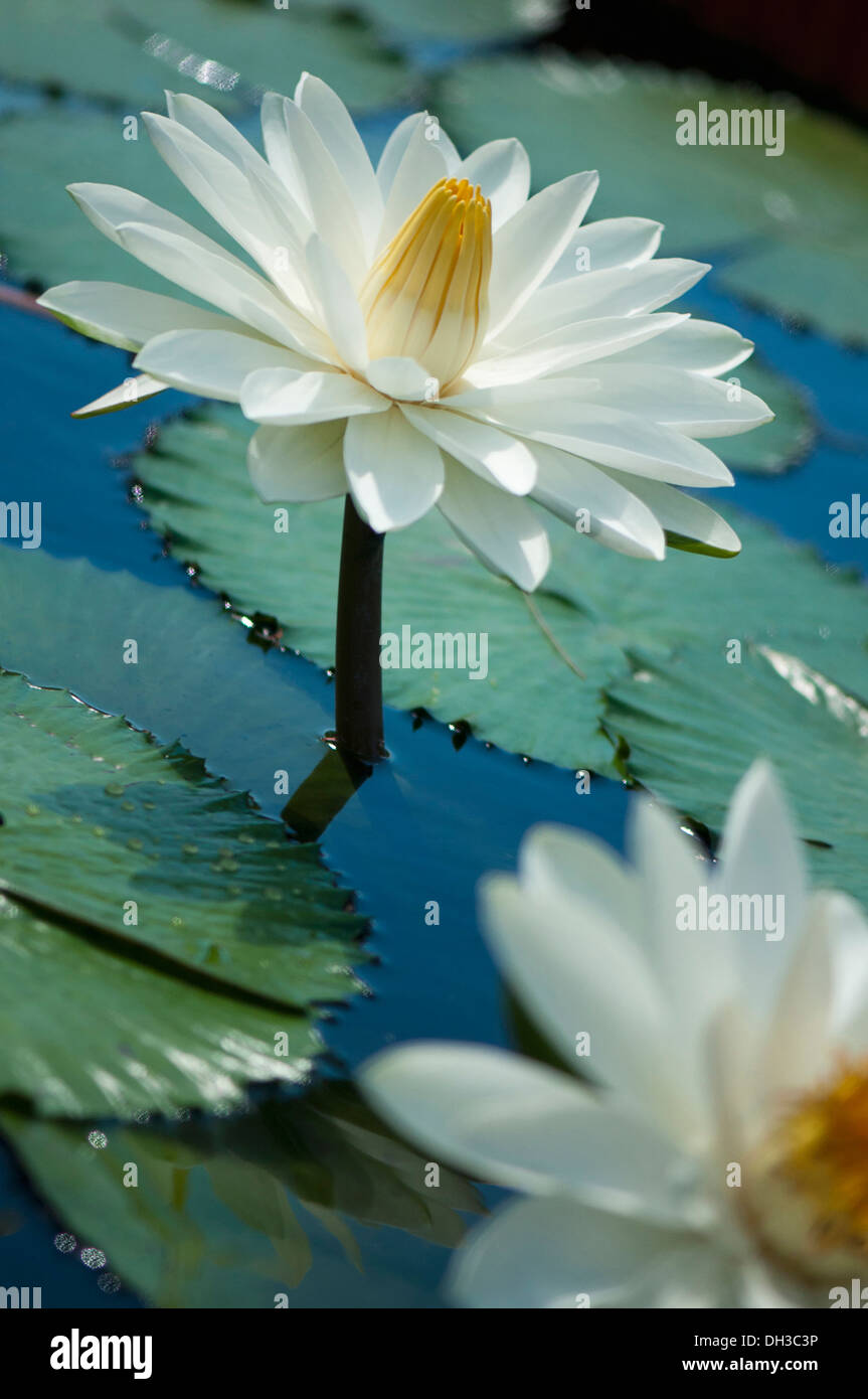Two lily pads hi-res stock photography and images - Alamy