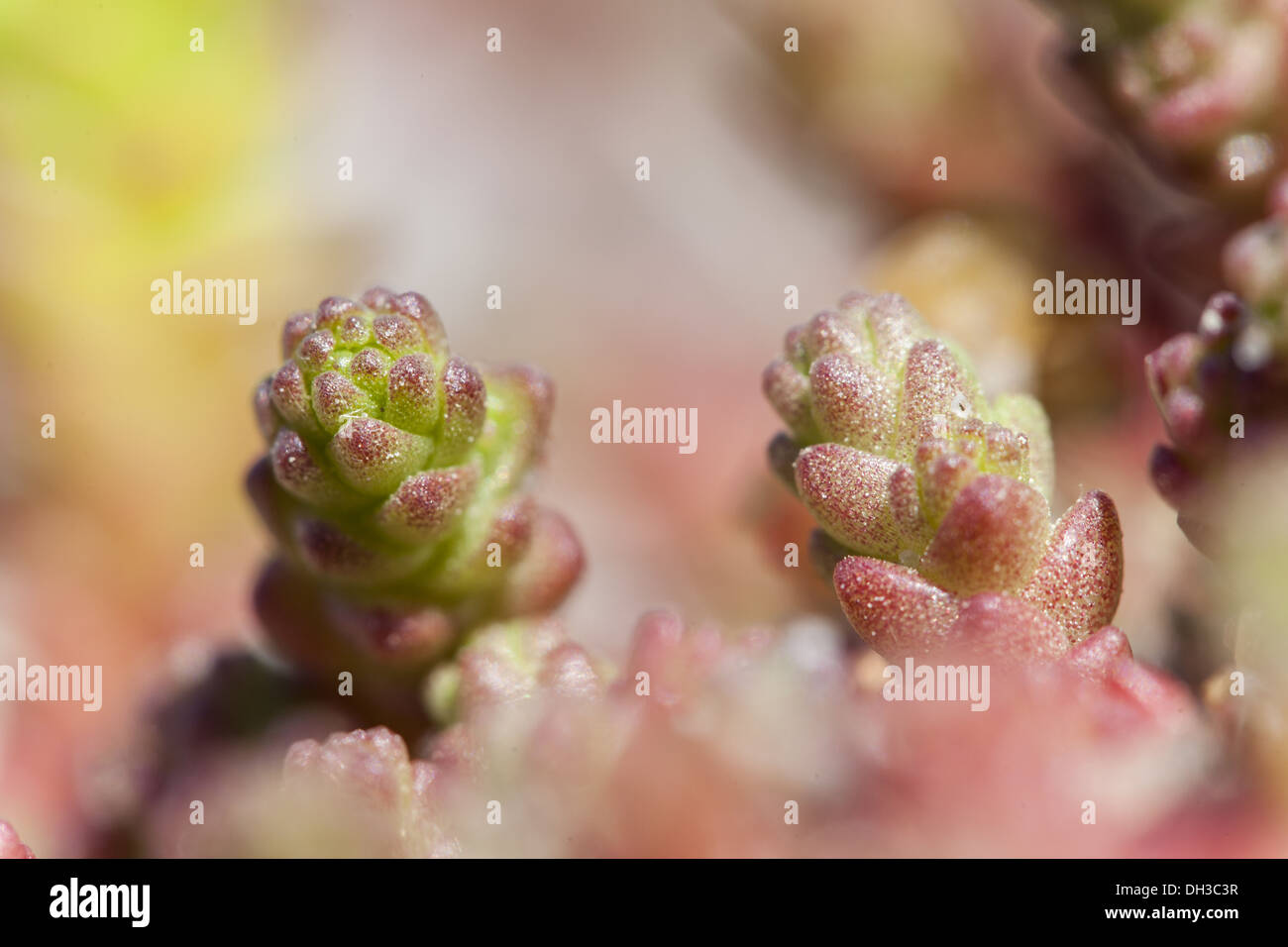 Purslane at the beach (Honckenya peploides Stock Photo - Alamy