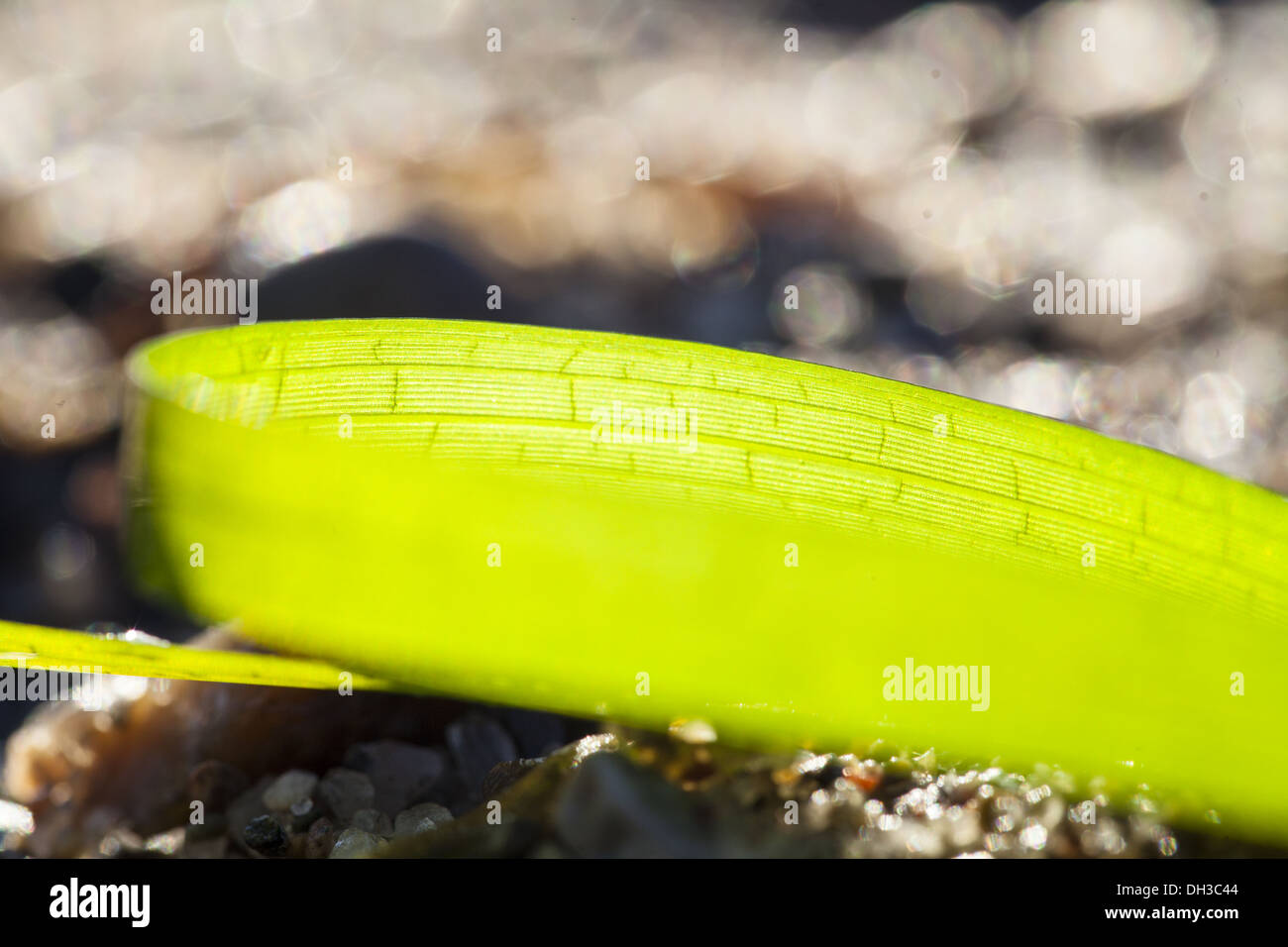 Zostera Marina Close Up
