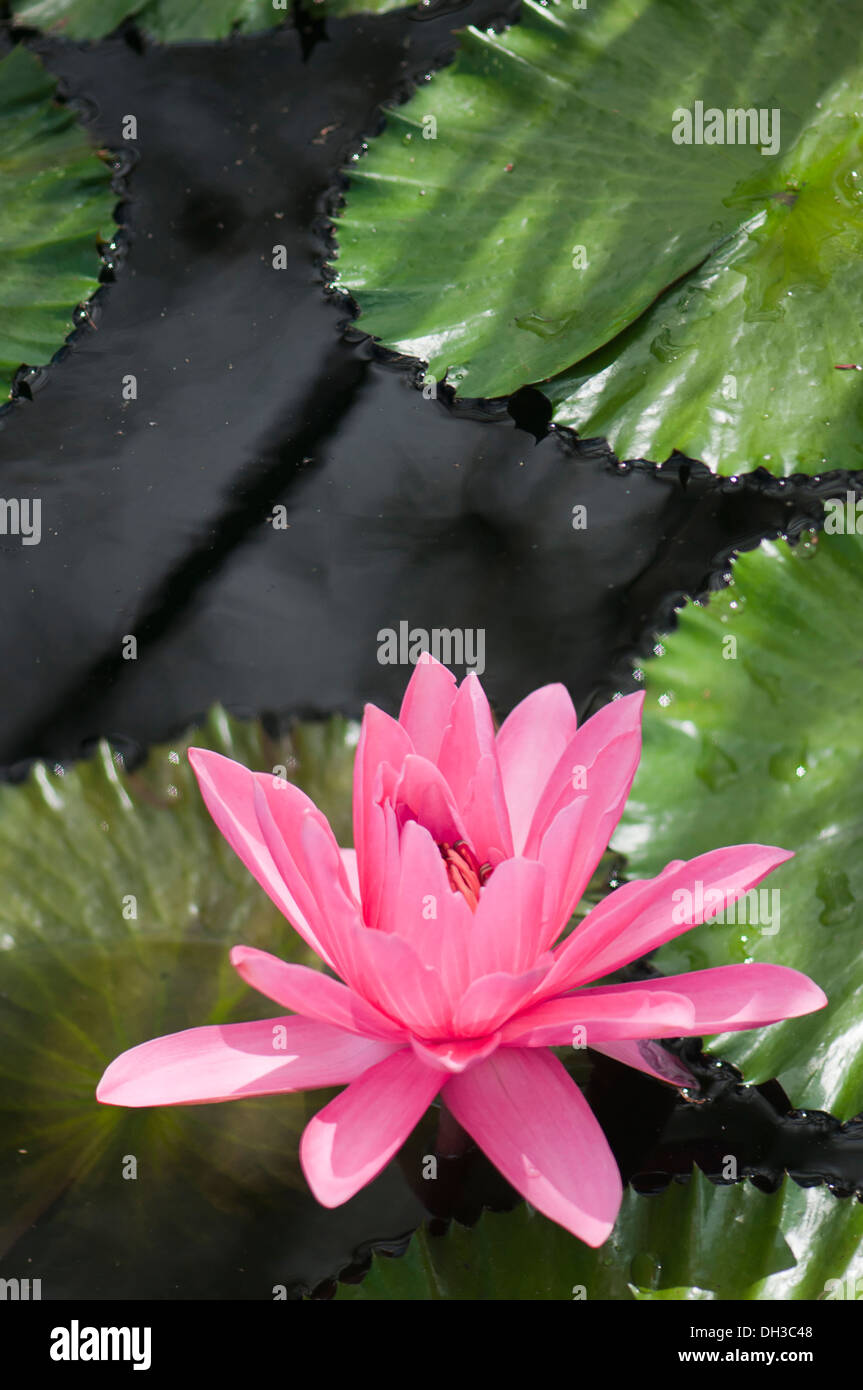 Lily Pads On Water Stock Photos & Lily Pads On Water Stock Images - Alamy