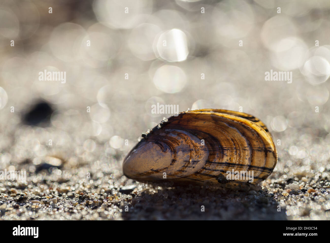 Mytilus hi-res stock photography and images - Alamy