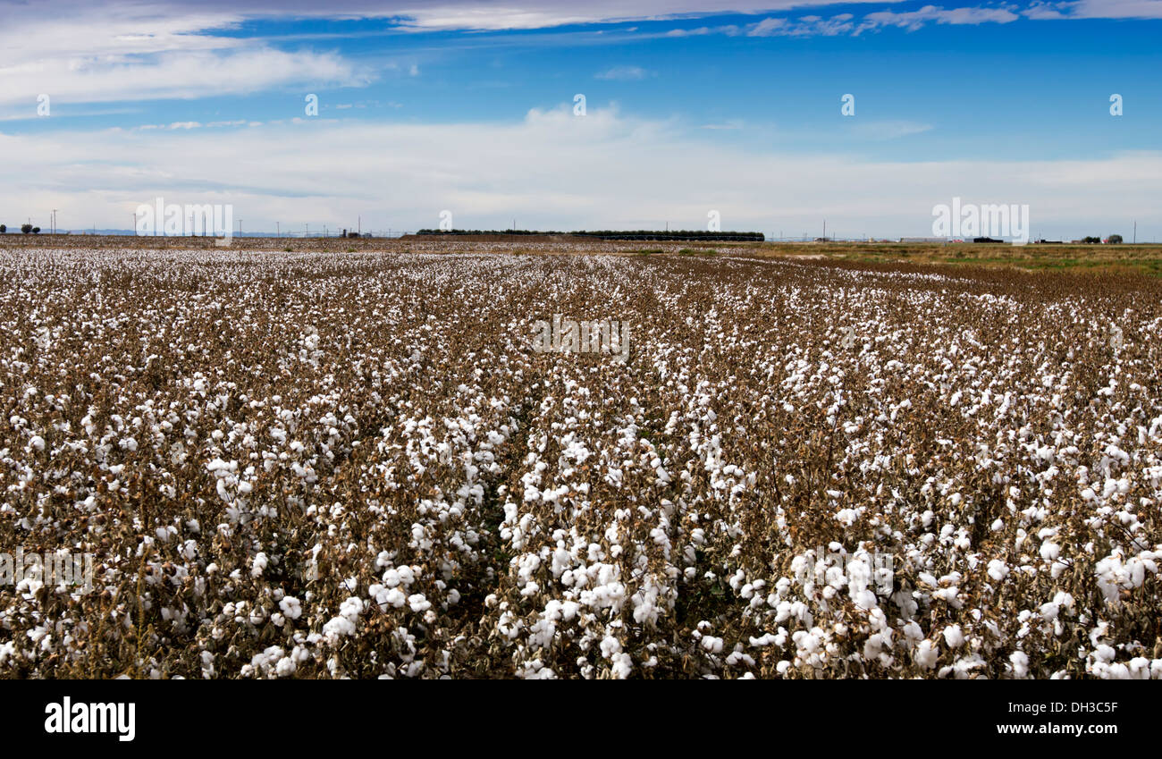 Cotton field hi-res stock photography and images - Alamy