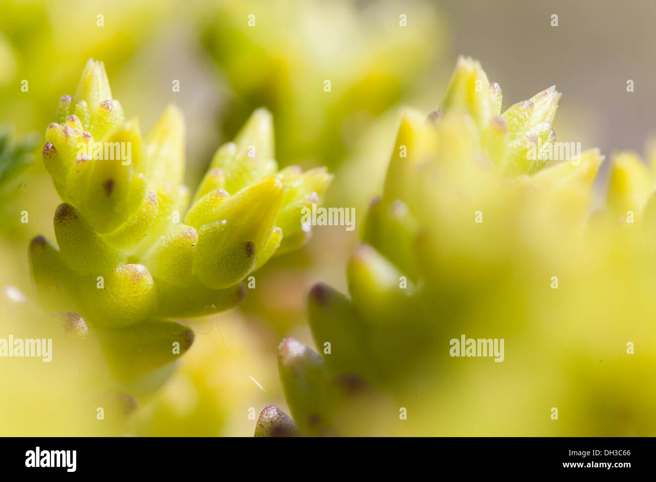 Purslane at the beach (Honckenya peploides Stock Photo - Alamy