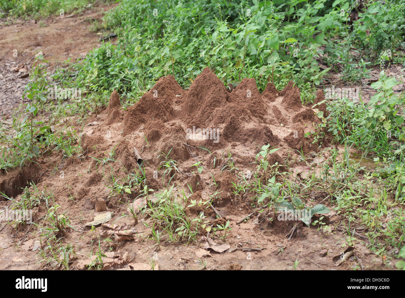 Closeup anthill hi-res stock photography and images - Alamy