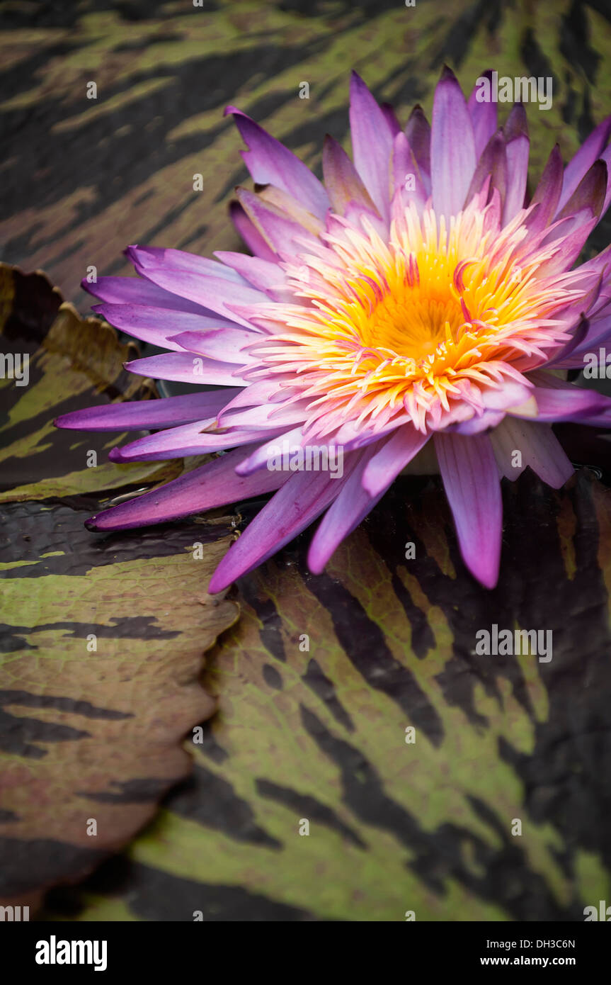 Foxfire hi-res stock photography and images - Alamy