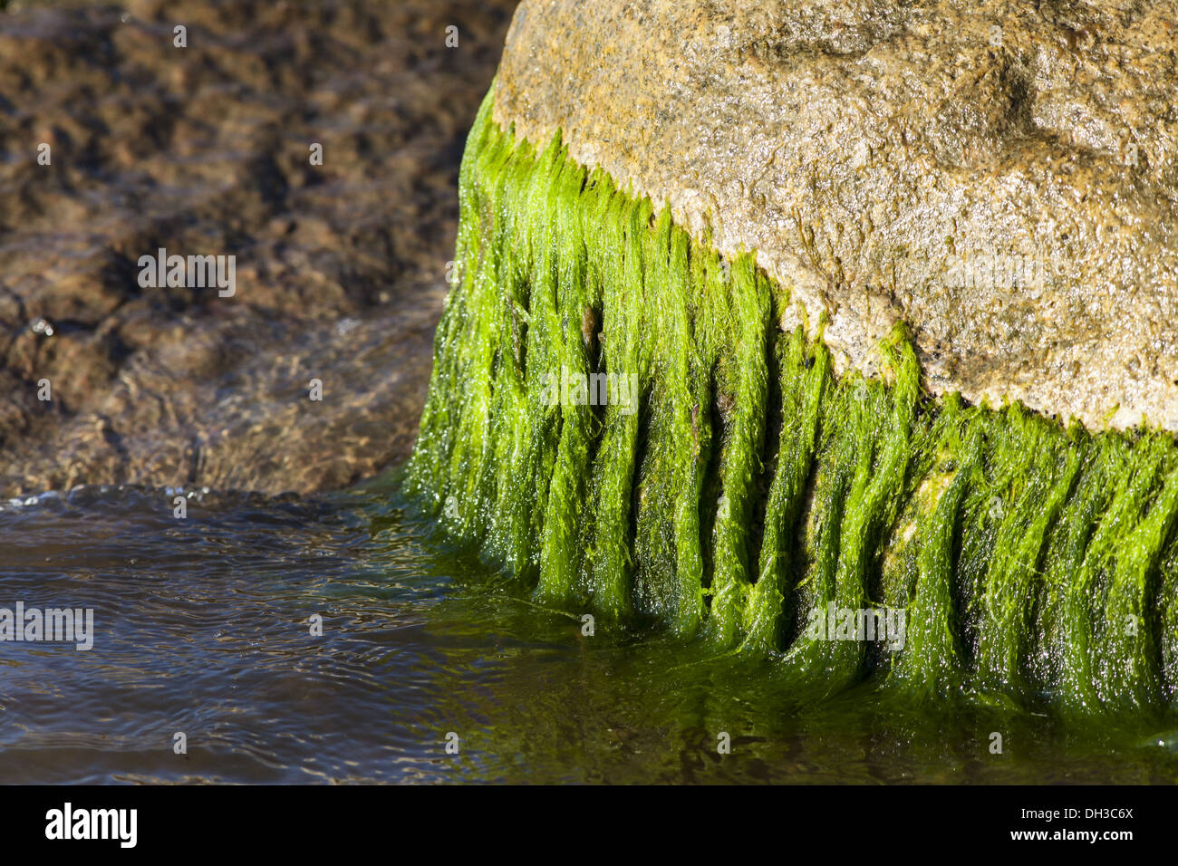 Living green algae hi-res stock photography and images - Alamy