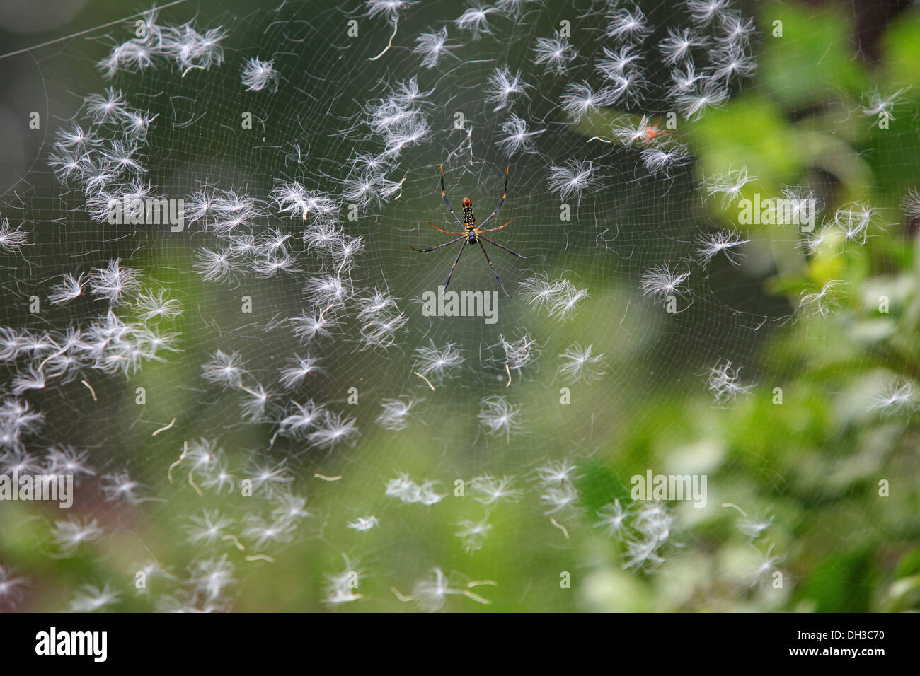 Spider and web, Madhya Pradesh, India Stock Photo - Alamy