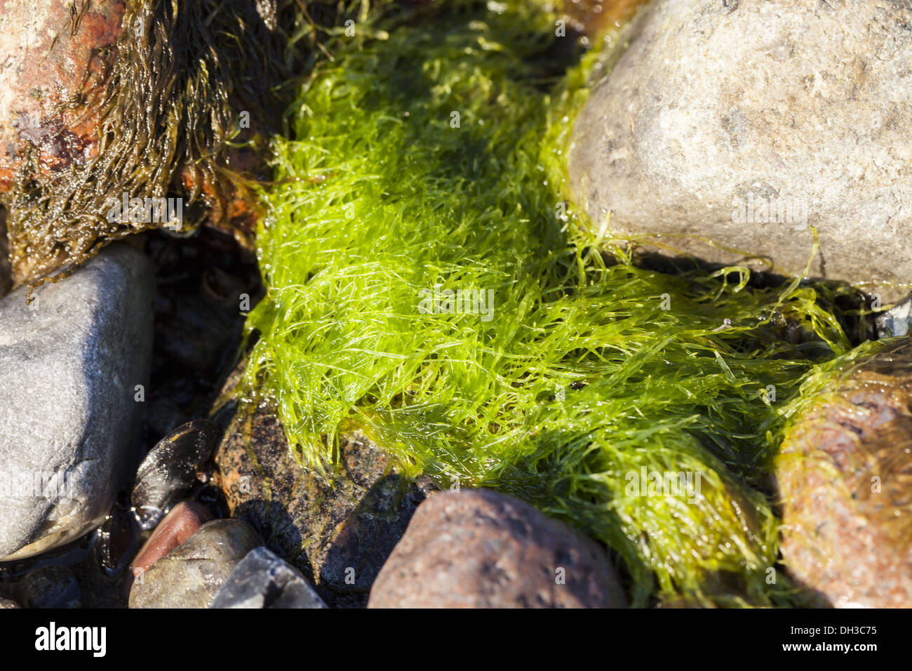 Green algae in the Baltic Sea Stock Photo - Alamy