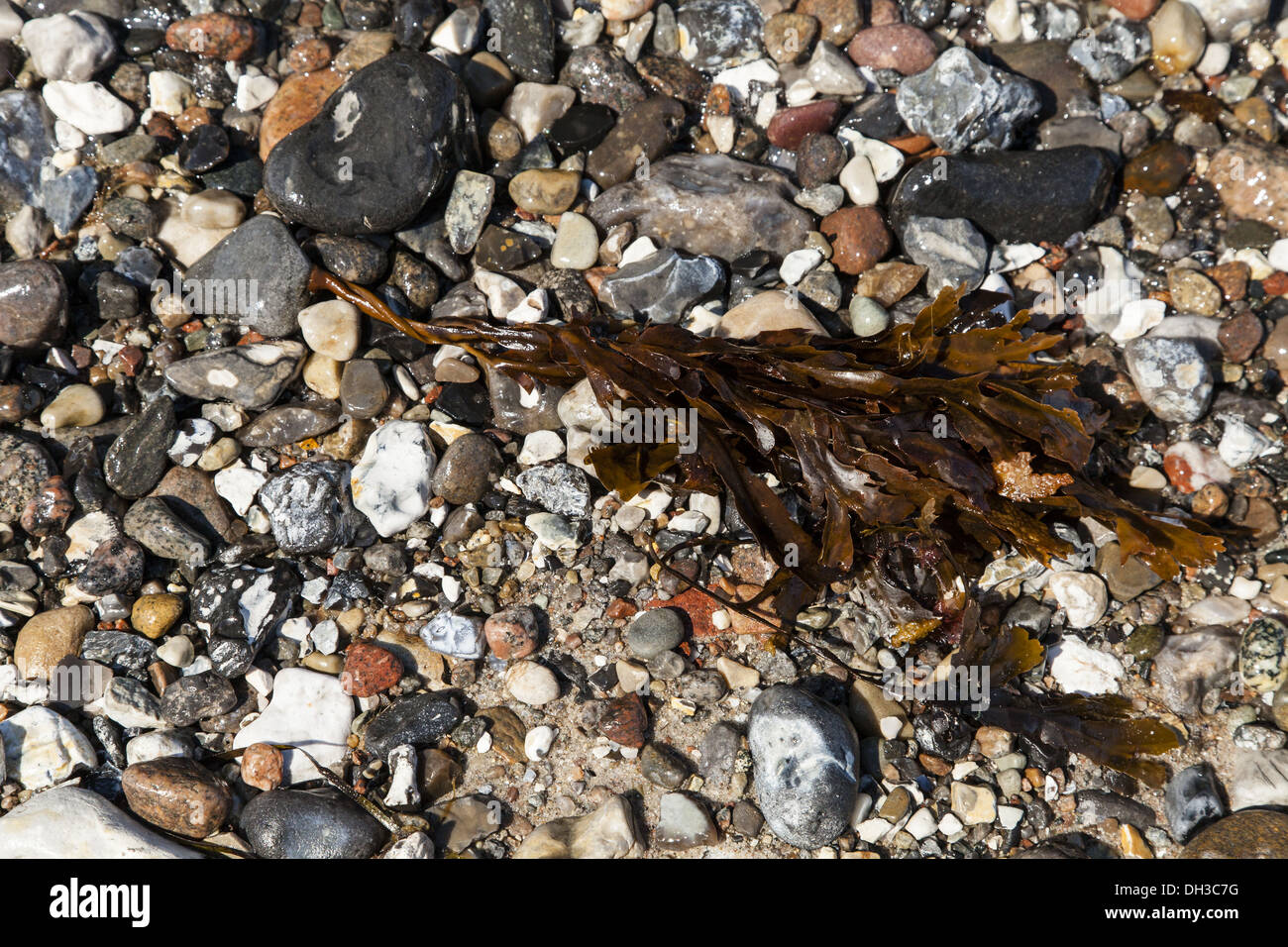 Seaweed on the beach Stock Photo - Alamy