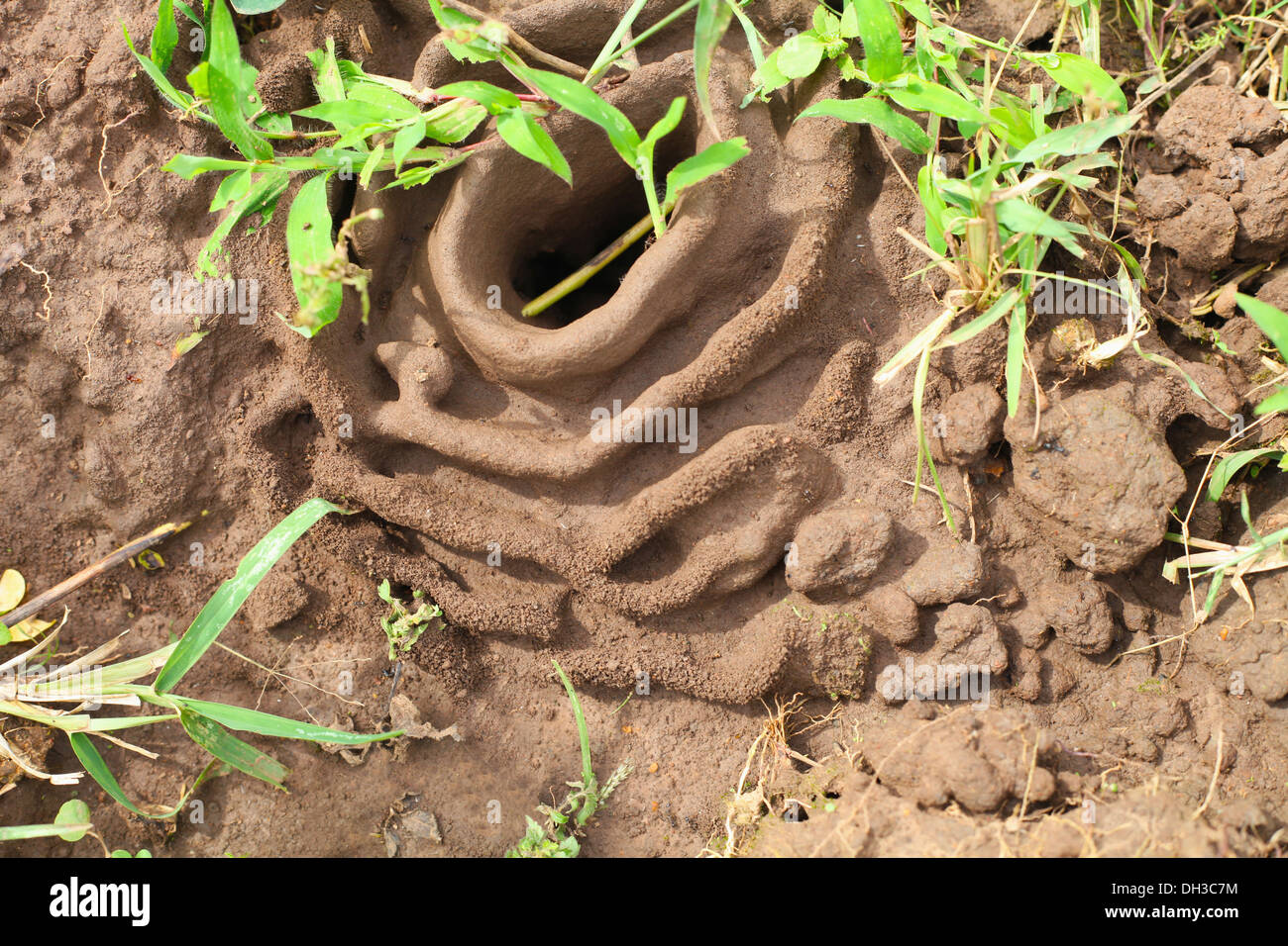 Closeup anthill hi-res stock photography and images - Alamy