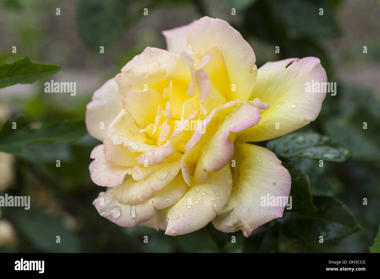 Rose (Rosa) gloria dei Stock Photo - Alamy