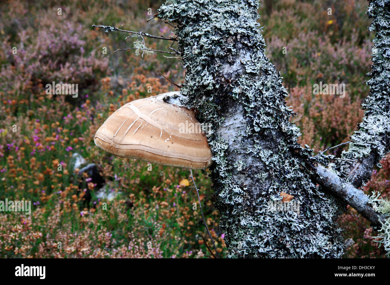 A bracket fungus on a silver birch tree at Muir of Dinnet ...