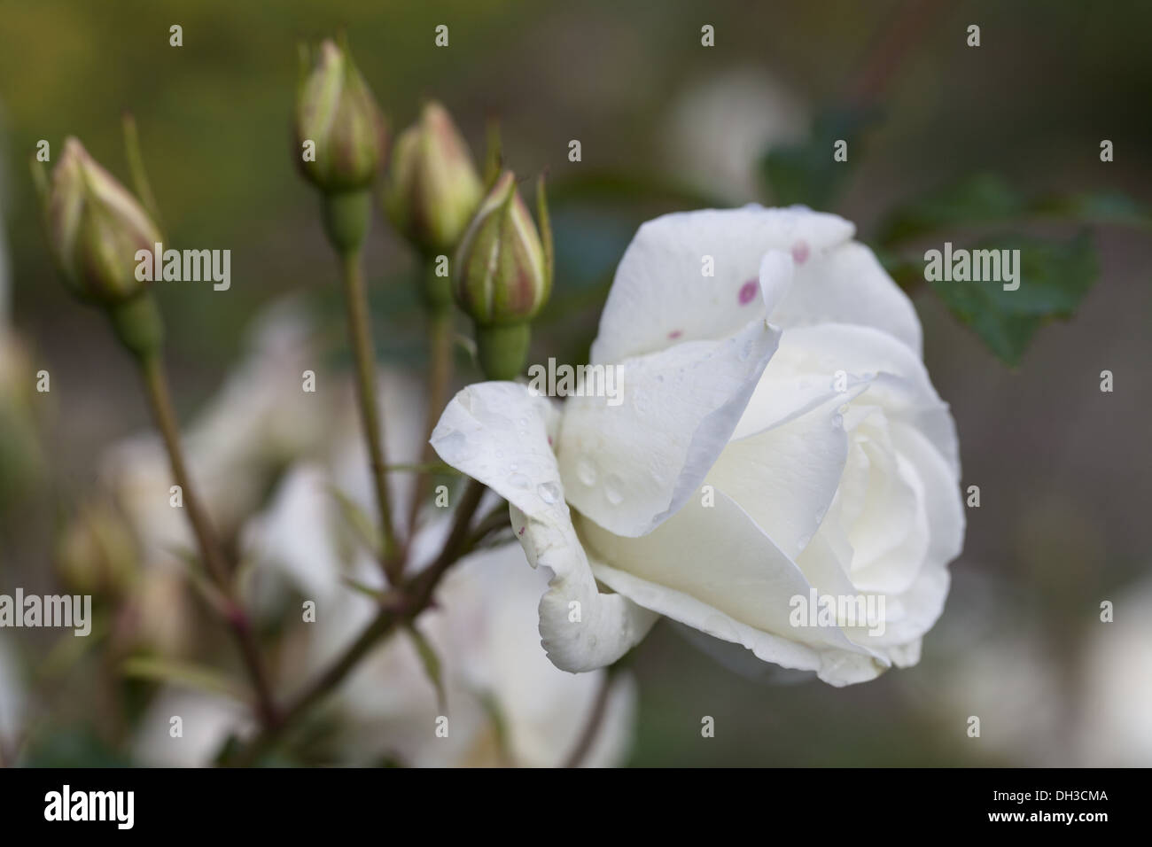 Floribundarose hi-res stock photography and images - Alamy