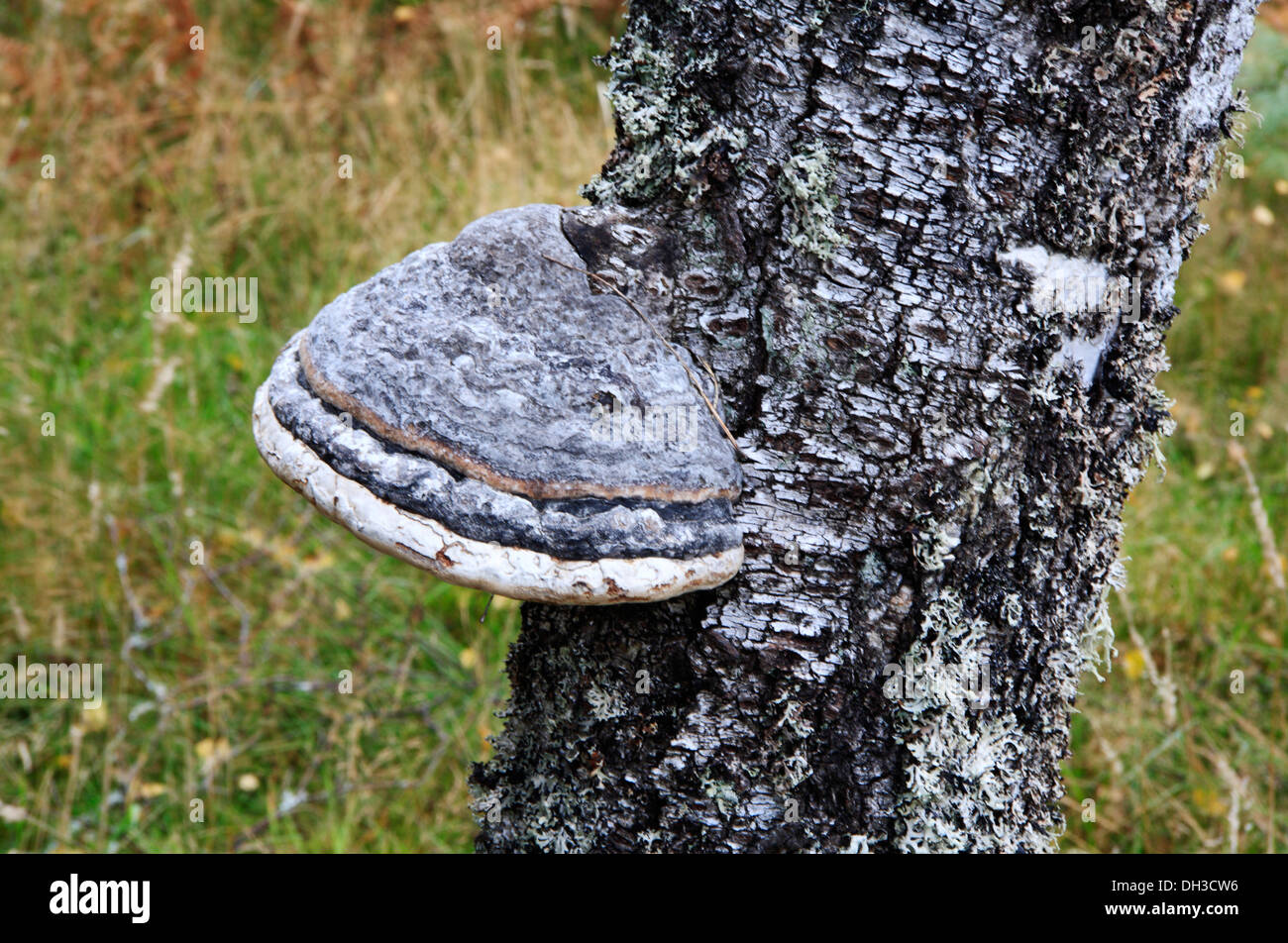 Silver birch tree trunk fungus hi-res stock photography and images - Alamy