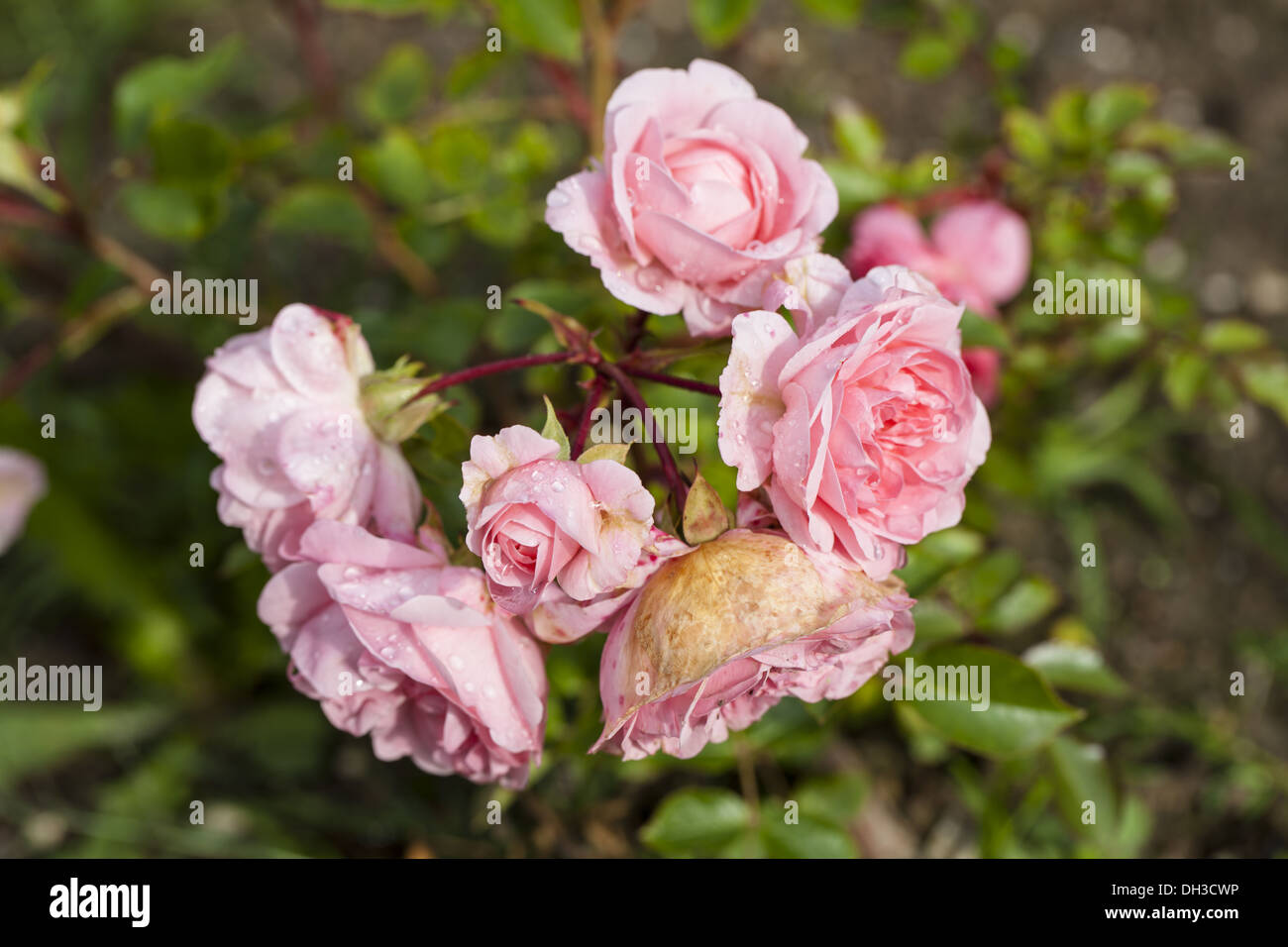Rose (Rosa) Granny Stock Photo - Alamy