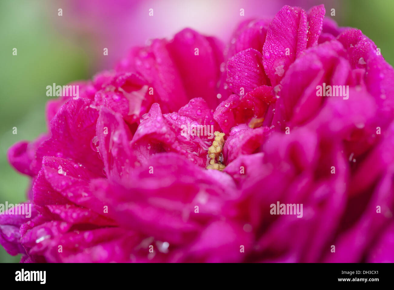 Rose (Rosa) rose de resht Stock Photo - Alamy