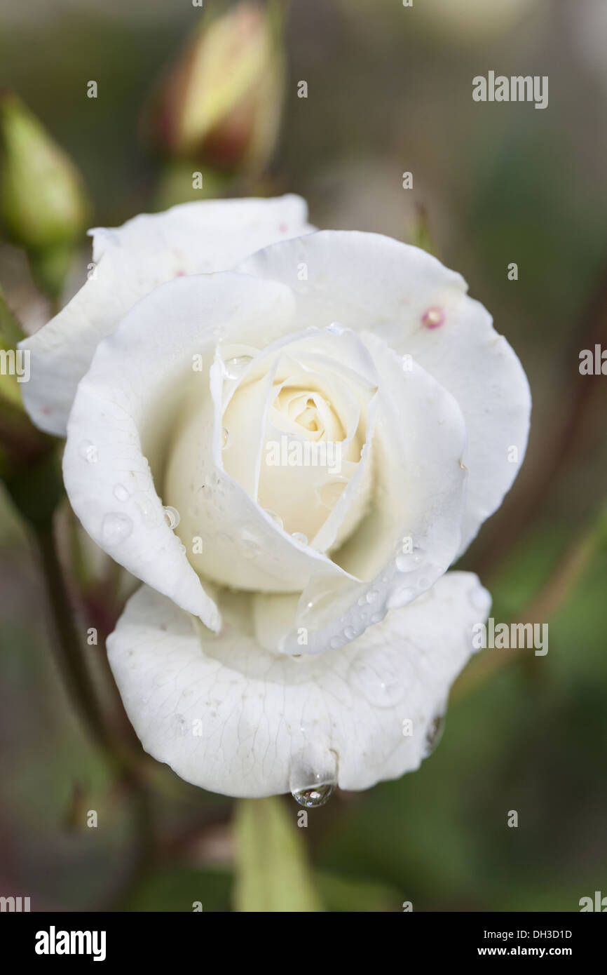 Rose 'Snow White' (Rosa Stock Photo - Alamy