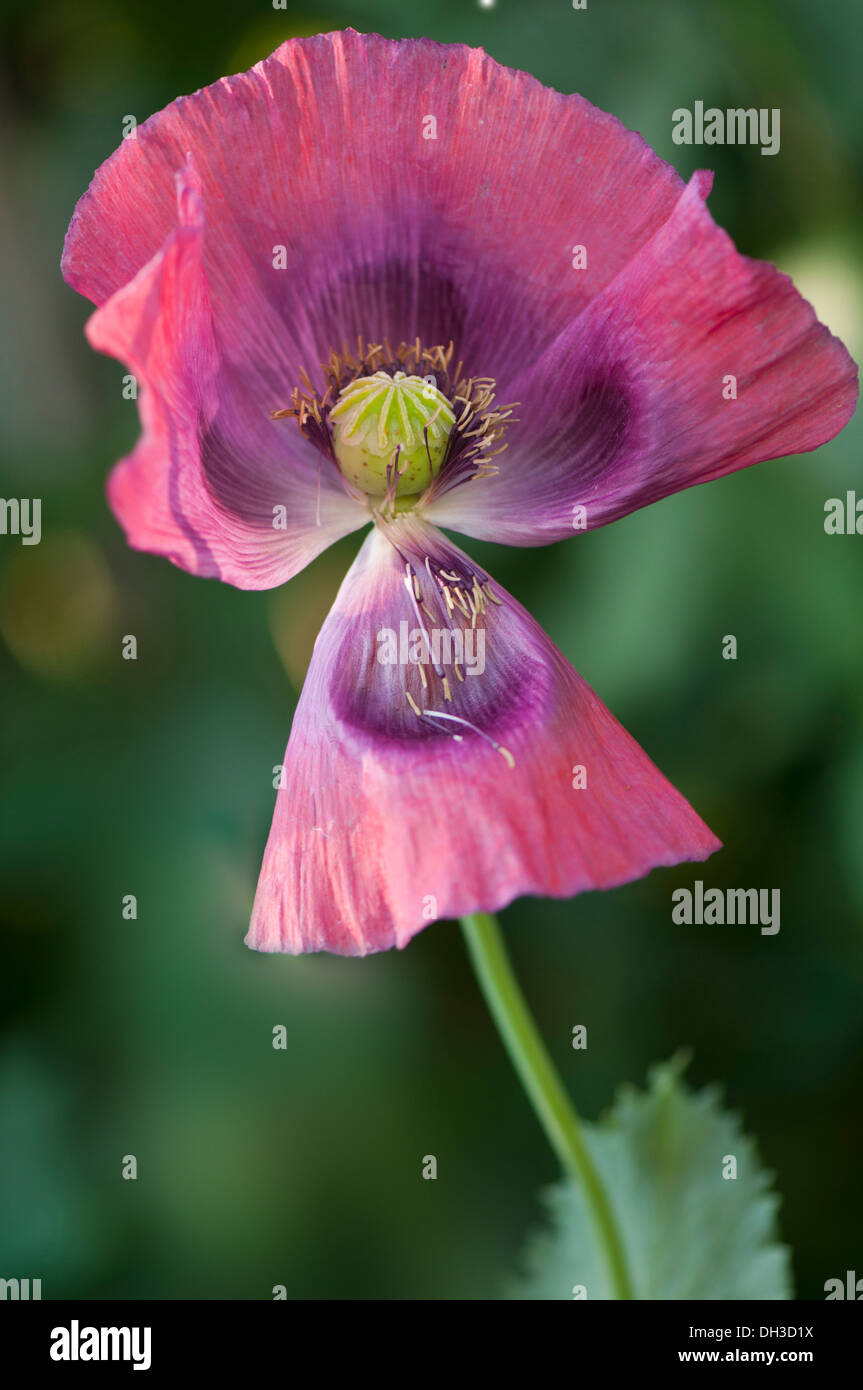Poppy Papaver somniferum. Single flower with with fading petals ...
