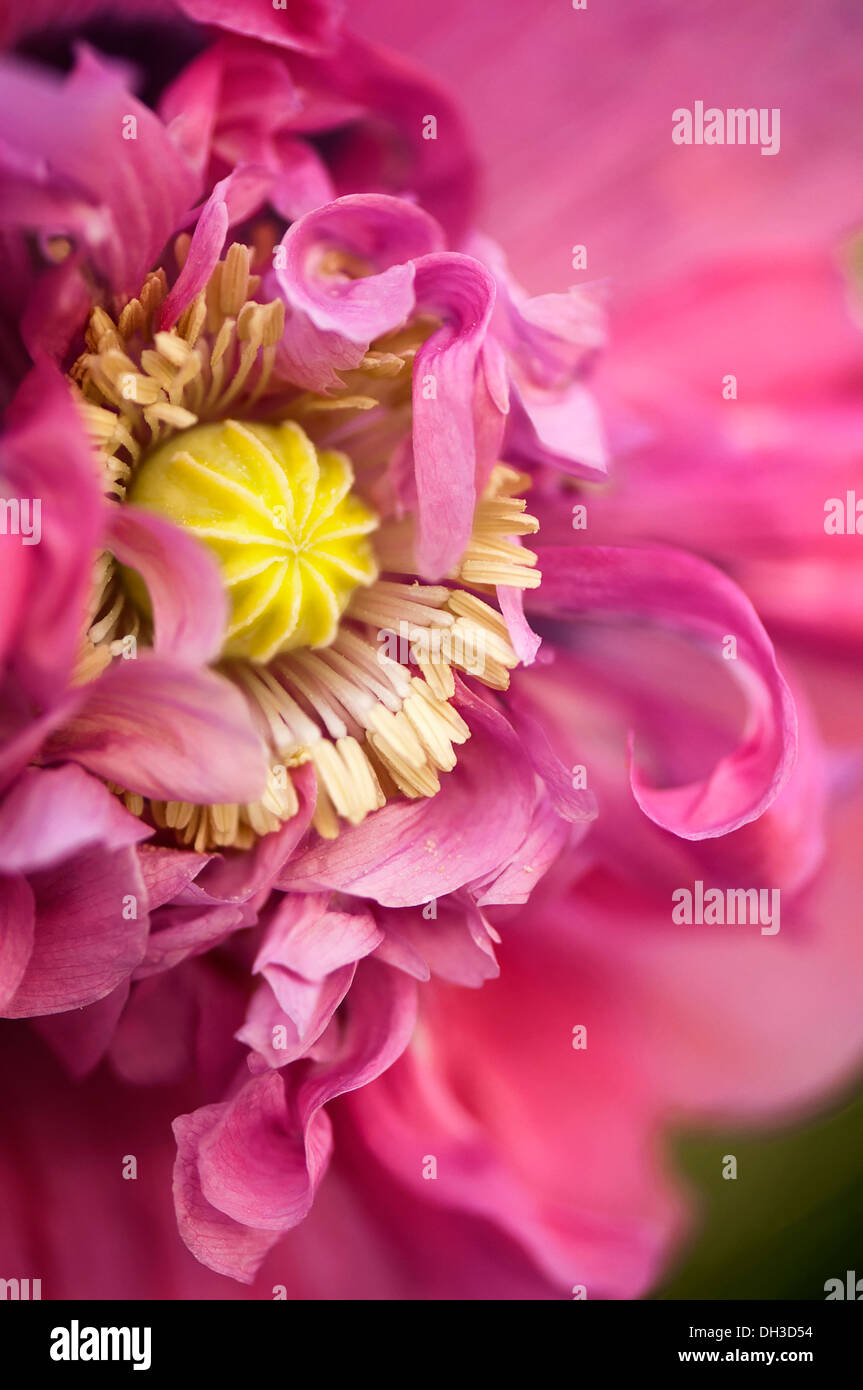 Poppy Papaver somniferum. Close cropped view of single flower with ...