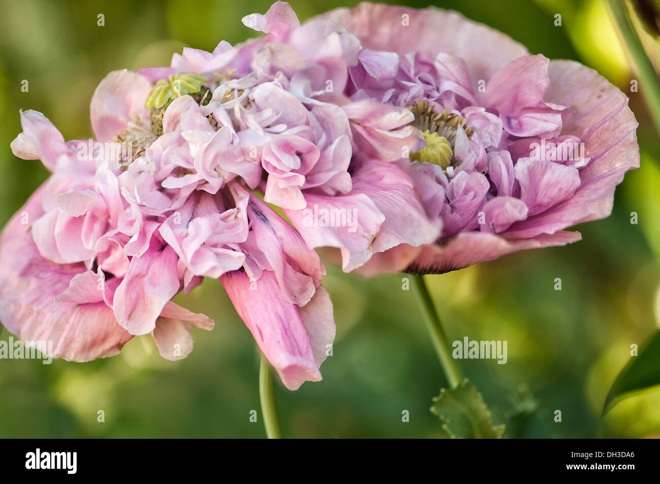 Poppy, Papaver somniferum. Two flower heads with fading, double petals ...