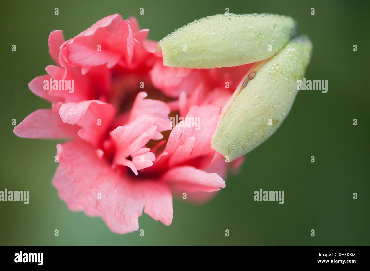 Poppy Papaver somniferum. Single flower with ruffled petals emerging ...