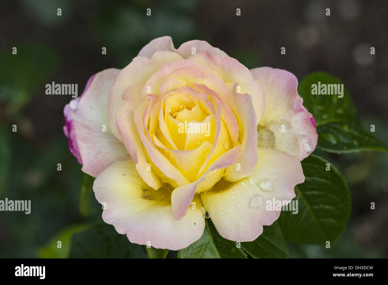 Gloria flora hi-res stock photography and images - Alamy