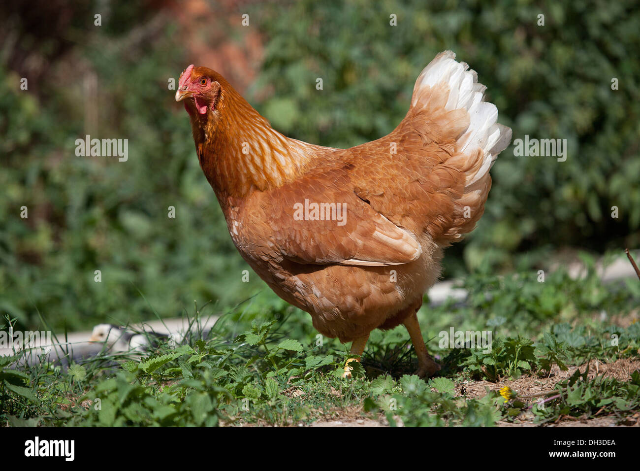 Chicken full face hi-res stock photography and images - Alamy