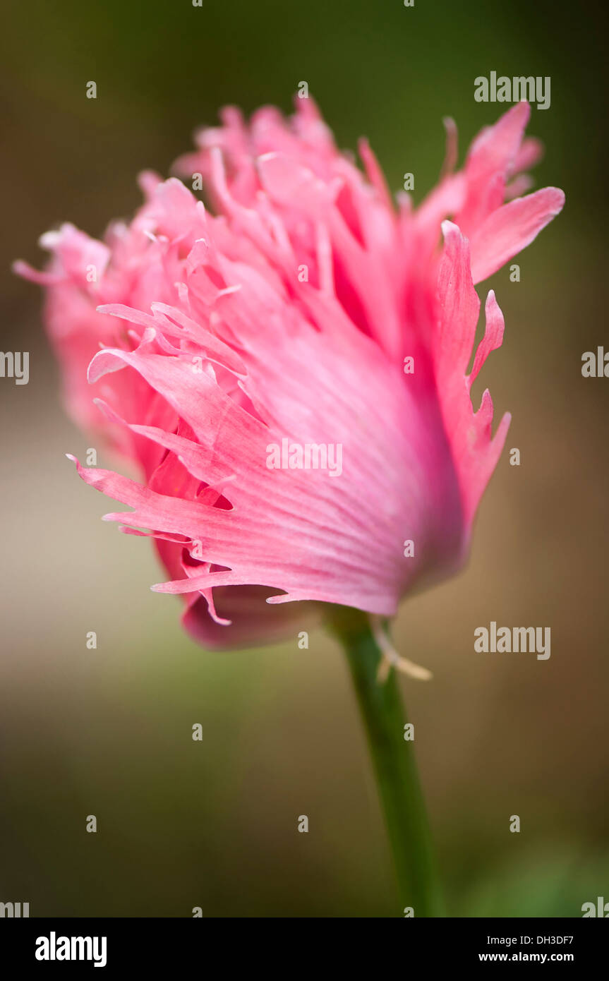 Poppy, Papaver somniferum. Closed, single flower with petals with ...