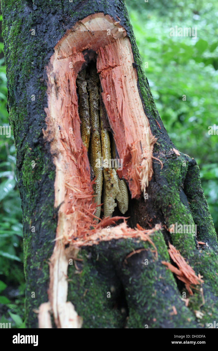 Inside bee hive tree hi-res stock photography and images - Alamy