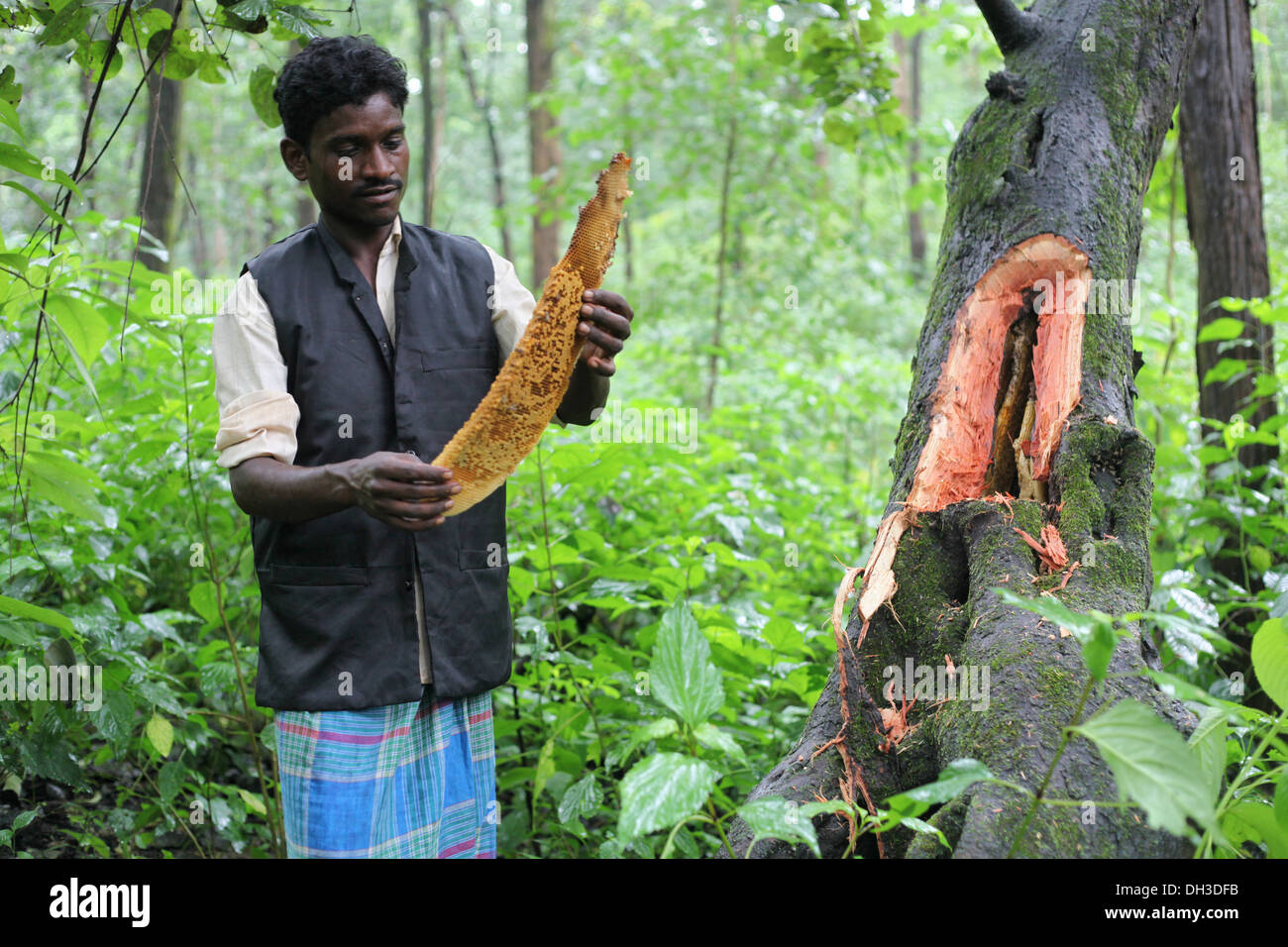 Baiga man with honeycomb. Madhya Pradesh, India Stock Photo - Alamy