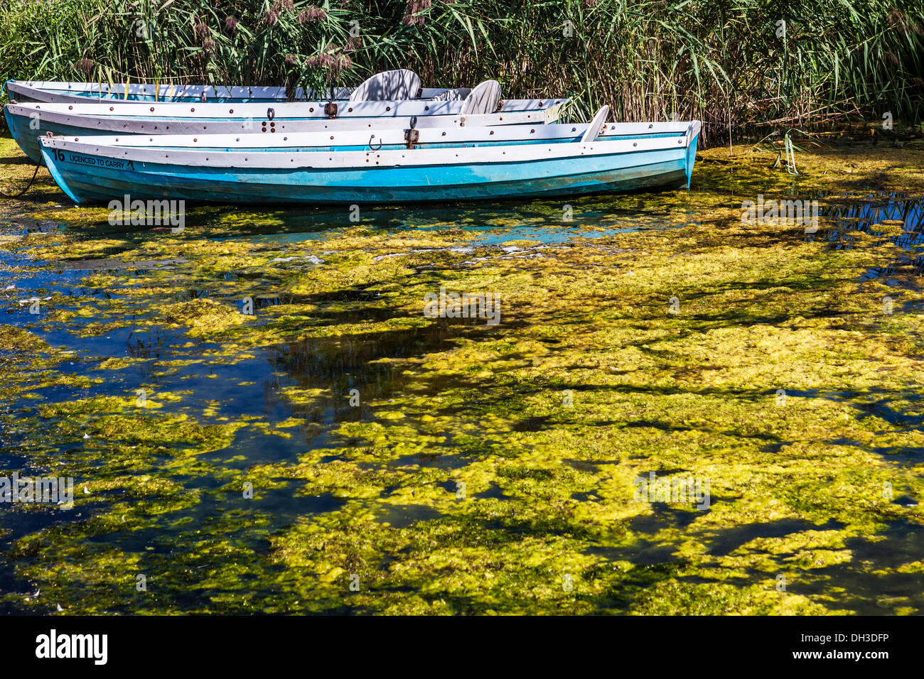 An algae infested lake hi-res stock photography and images - Alamy